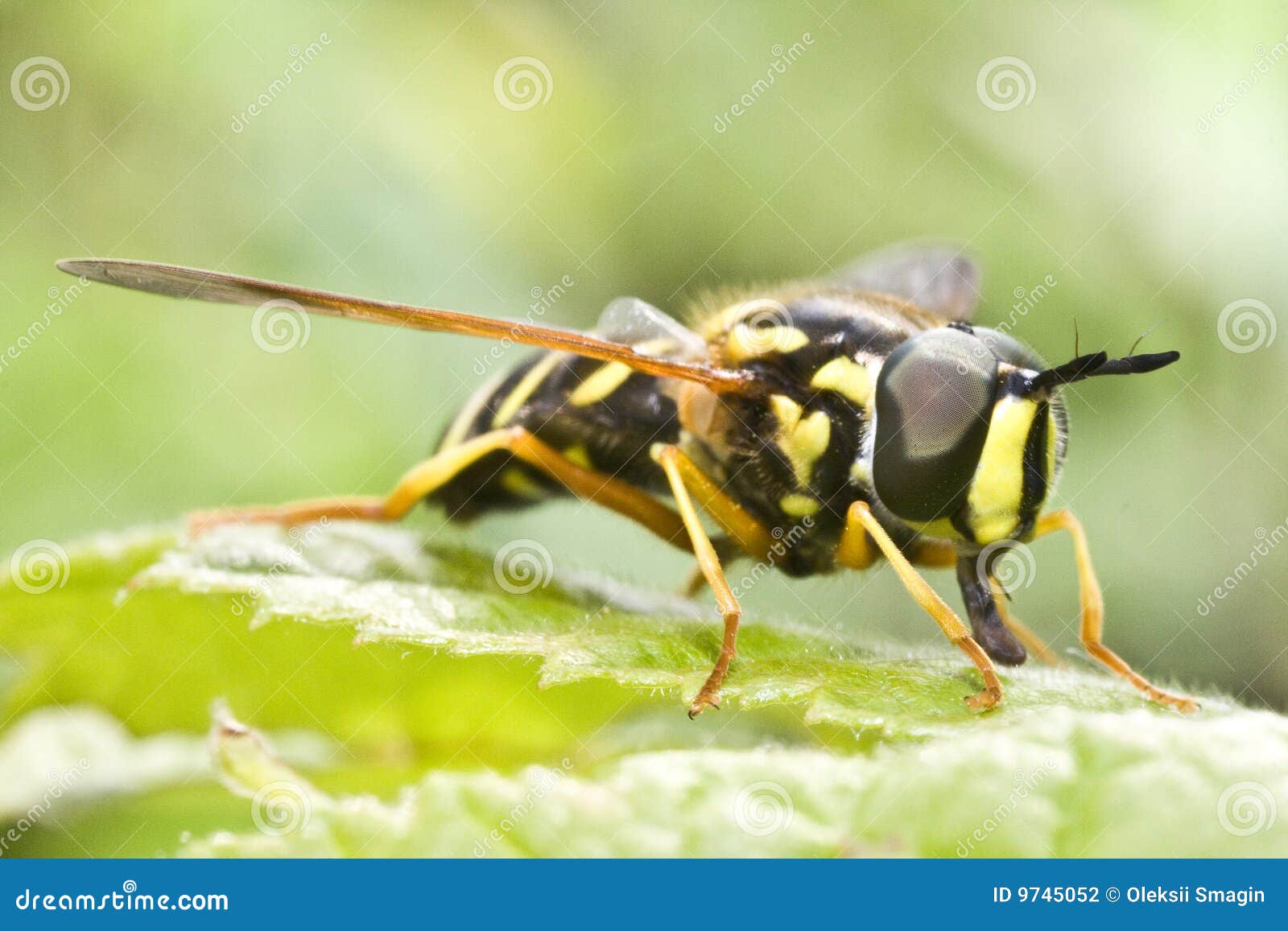 De wesp zit op groen blad stock foto. Image of bloem, zwart - 9745052