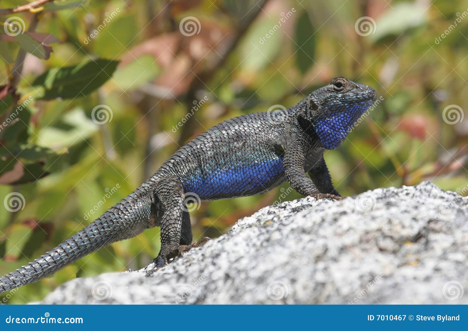 De Westelijke Hagedis Van De Omheining Stock Afbeelding - Image of ...