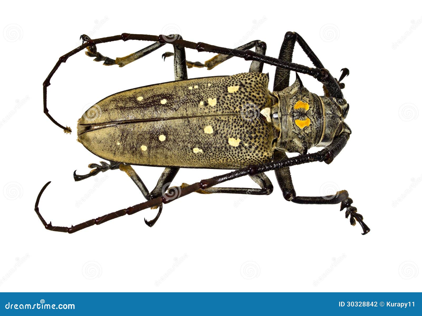 De Weverskever (Lamia-textor) Stock Foto - Image of macro, kever: 30328842