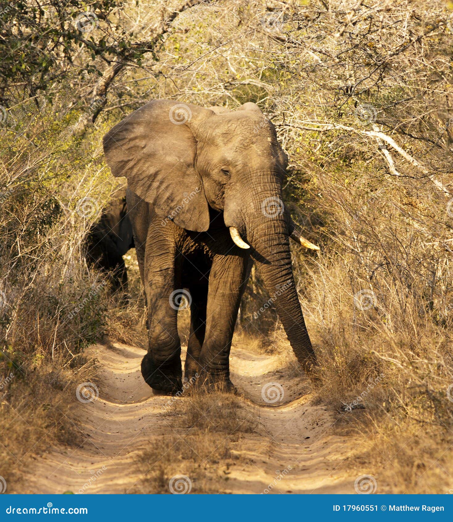 De Wilde Afrikaanse Olifant Van De Stier Stock Afbeelding - Image of ...