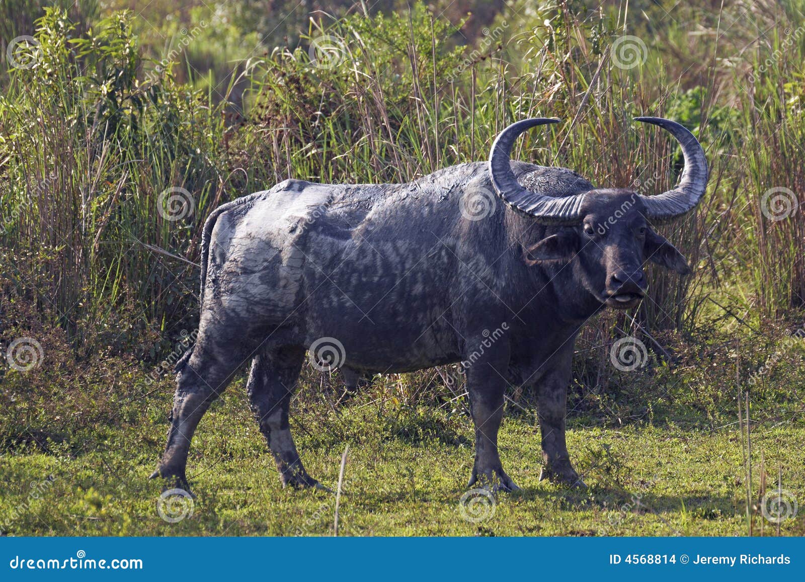 De Wilde Aziatische Buffels Van De Stier Stock Foto - Image of bedreigd ...