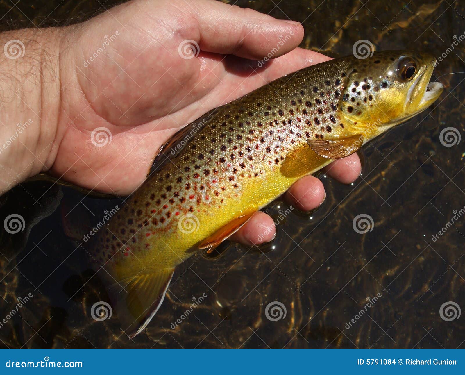 De Wilde Bruine Forel Van De Zomer Stock Foto - Image of vissen ...