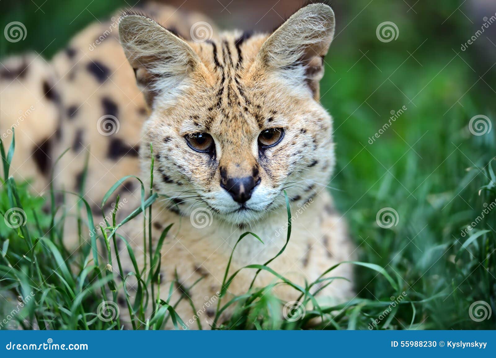 De Wilde Kat van Serval stock foto. Image of wild, parken - 55988230