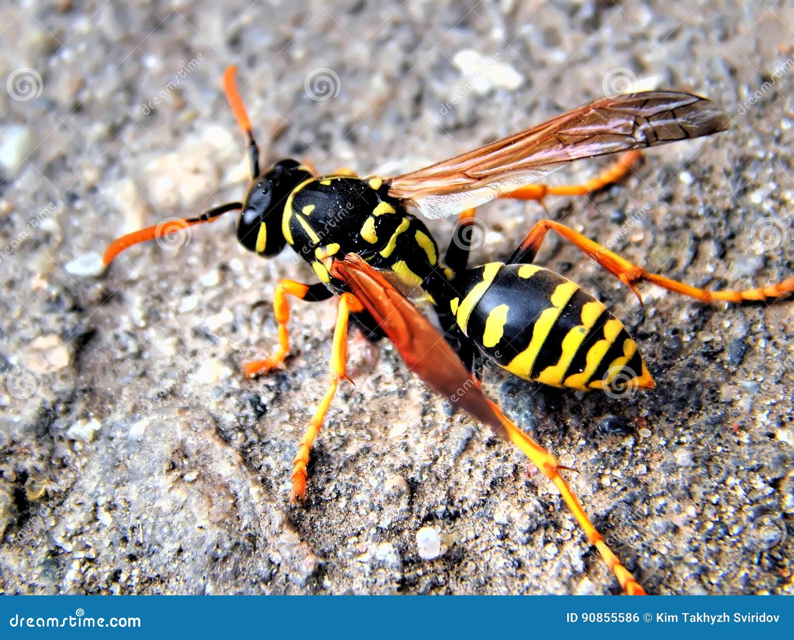De Wilde Wesp Zit Op De Grond Stock Foto - Image of nectar, grond: 90855586