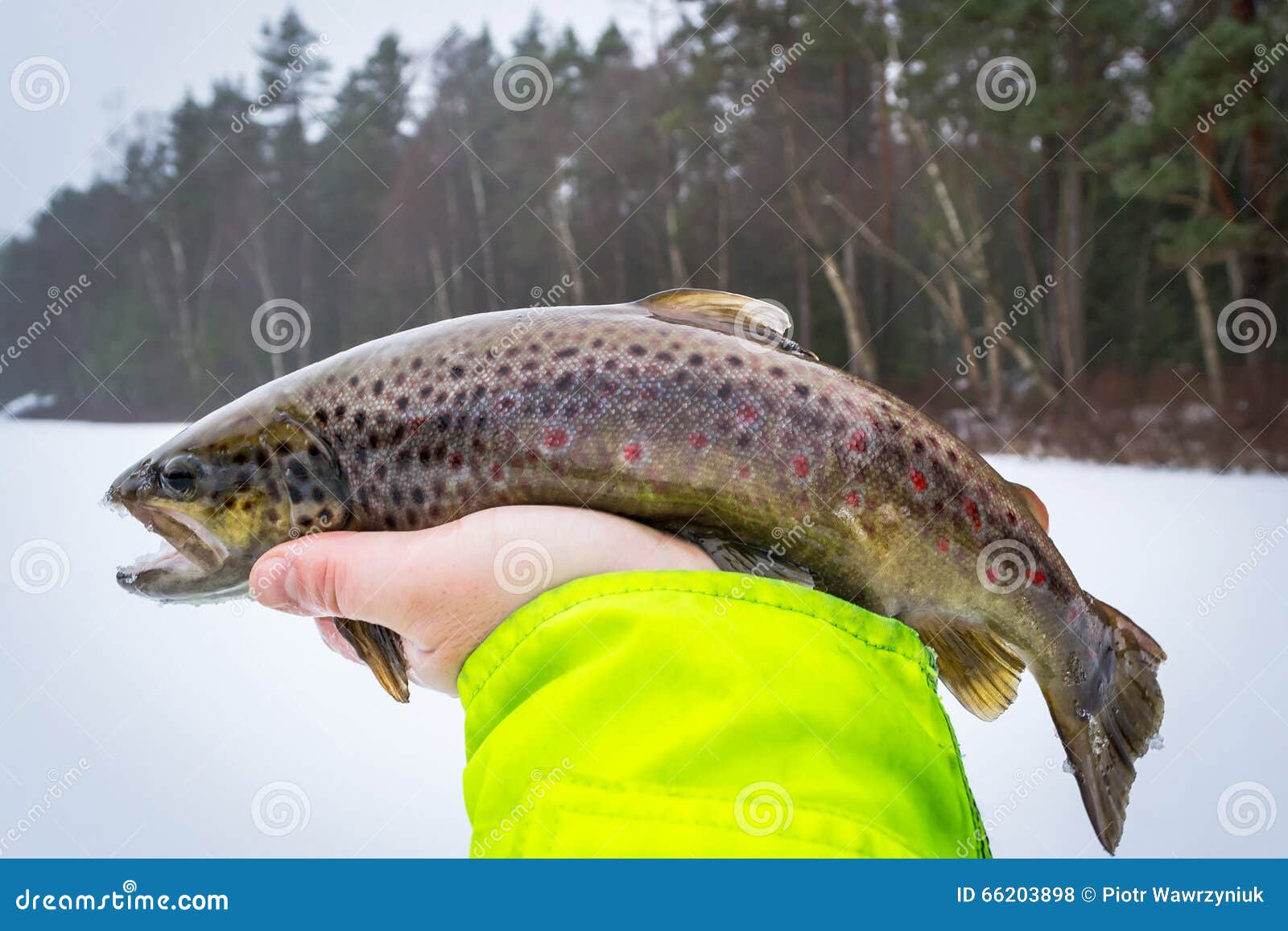 De Winter Bruine Forel in De Hand Van De Visser Stock Foto - Image of ...