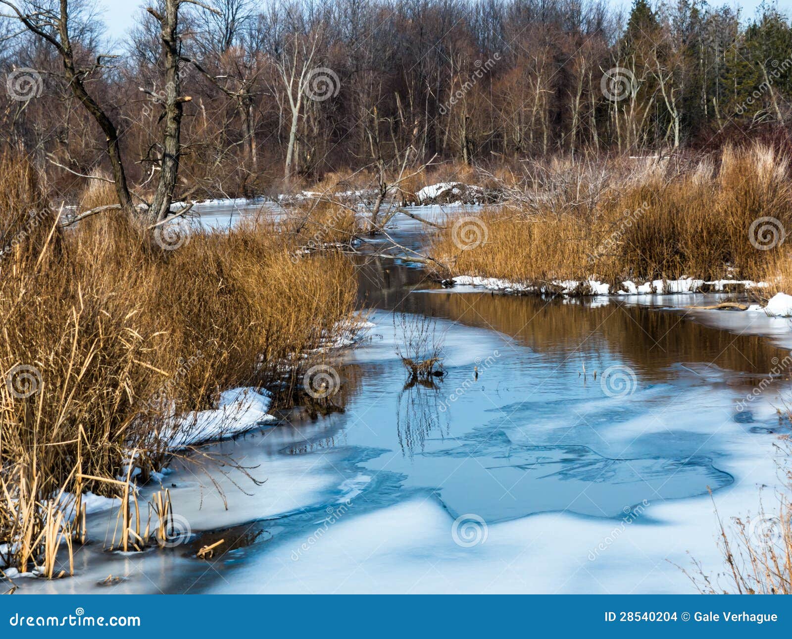 De winter in het Moeras stock foto. Image of bevriezing - 28540204