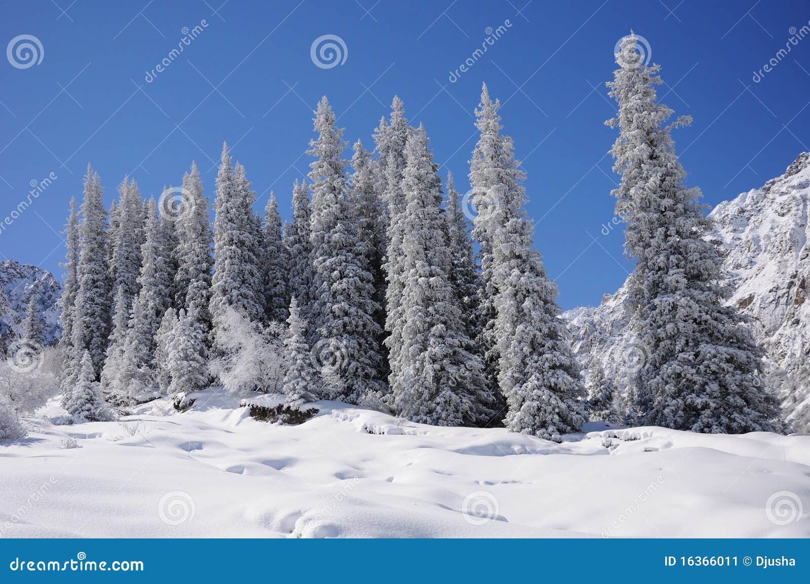 De Winter Met Bergen En Bont-bomen in Sneeuw Stock Afbeelding - Image ...
