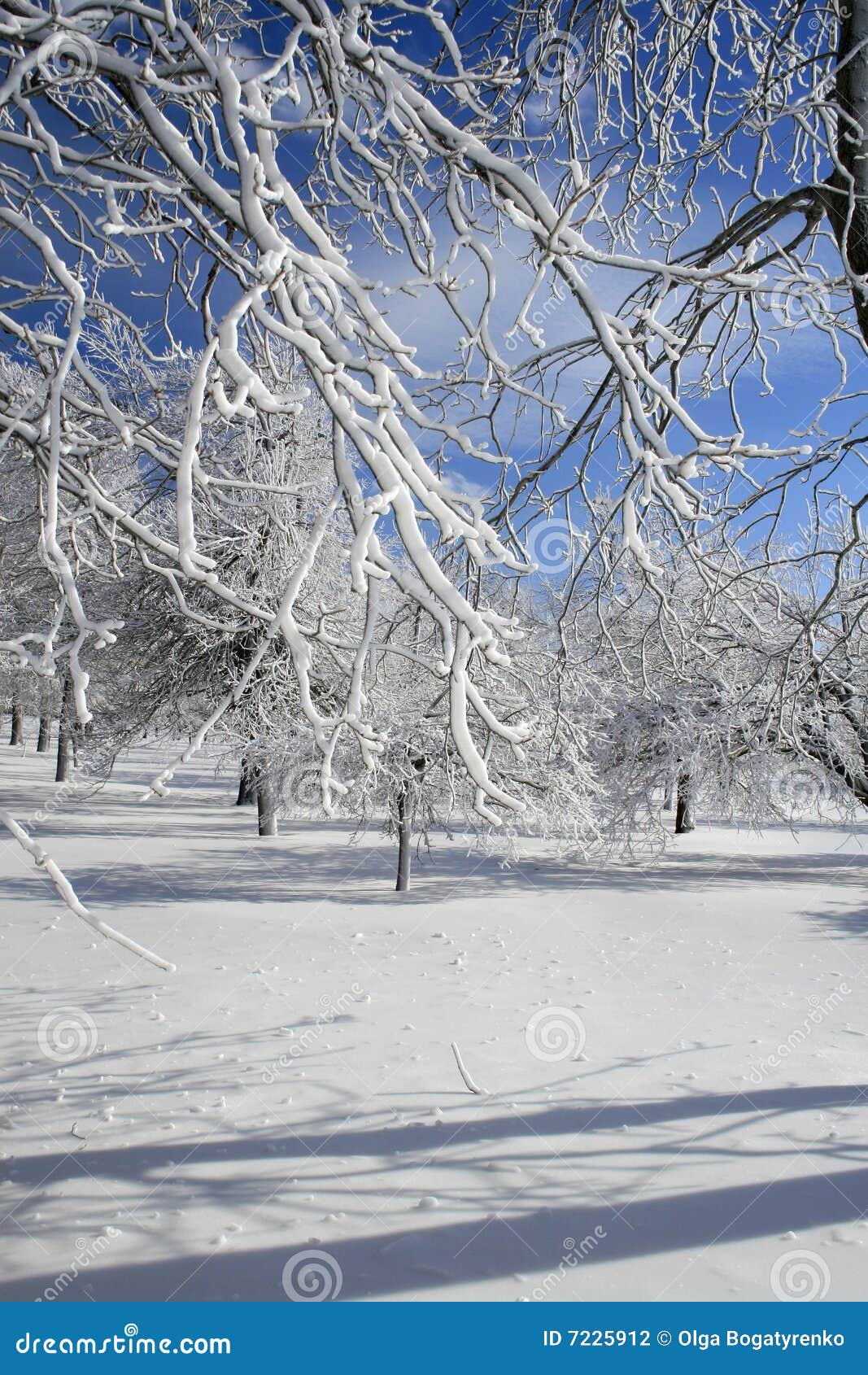 De Winter, Sneeuw En Ijs Behandelde Bomen, Park Stock Foto - Image of ...