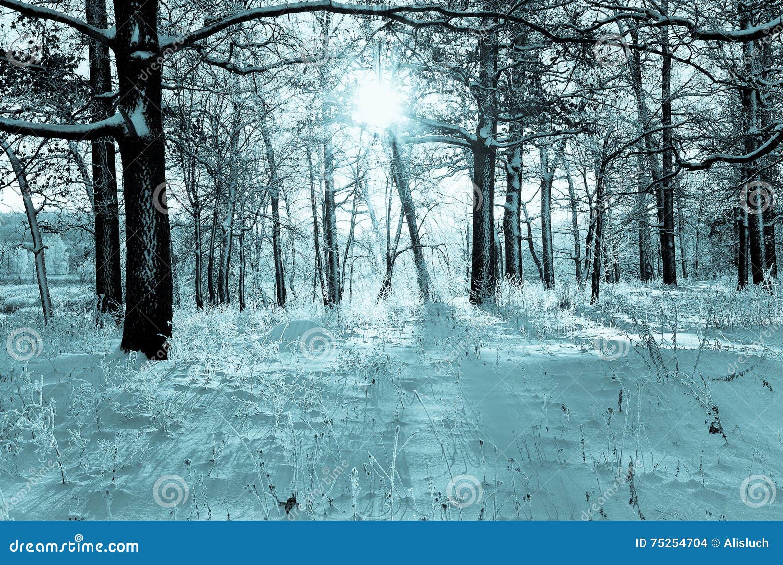 De Winterlandschap in Het Bos Met De Ochtendzon, Het Stemmen Stock Foto ...
