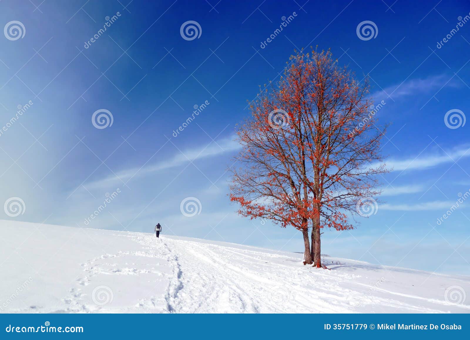 De Winterlandschap Met Het Solitaire Boom En Persoons Lopen Stock ...