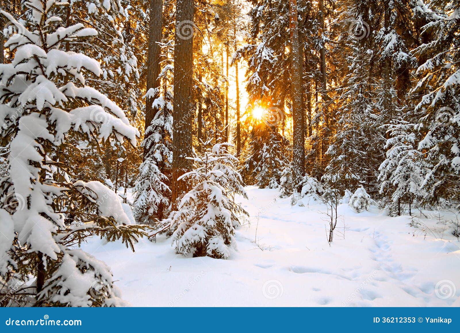 De Winterlandschap Met Zonsondergang in Het Bos Stock Afbeelding ...