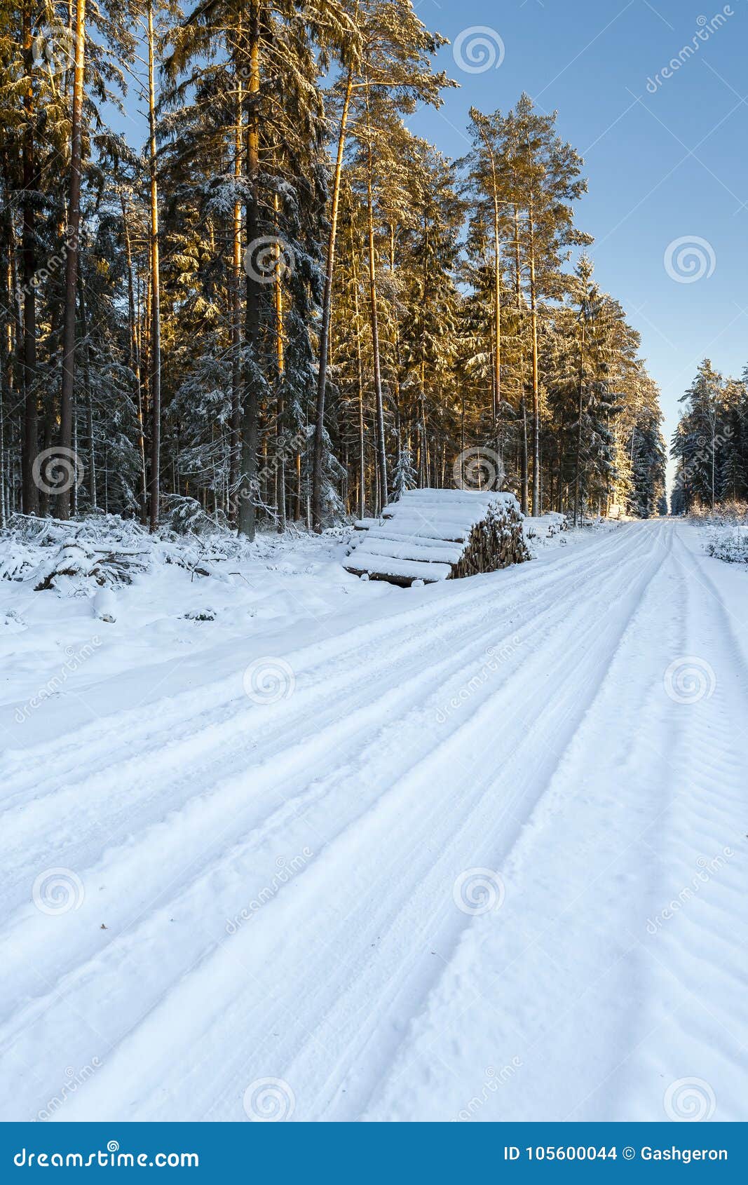 De Winterlandschap, Mooi Bos in De Winter Stock Foto - Image of boom ...