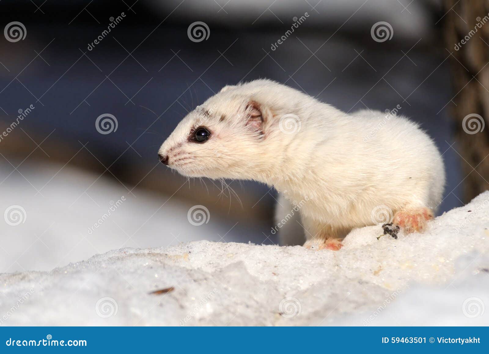 De Winterportret Van Minste Wezel Stock Afbeelding - Image of lente ...