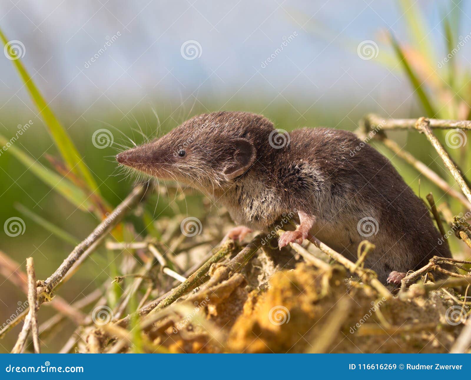 De Wit-Getande Spitsmuis Van Bicolored Stock Afbeelding - Image of ...
