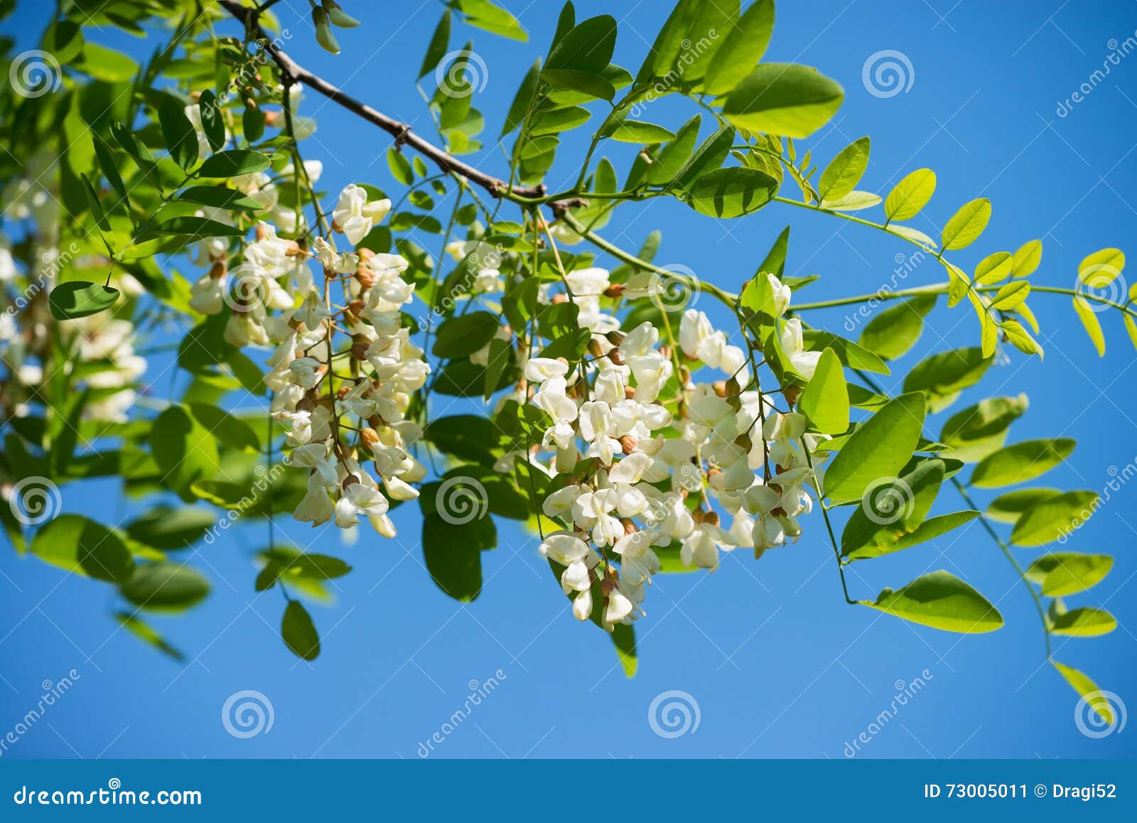 De witte acacia bloeide stock afbeelding. Image of landschap - 73005011