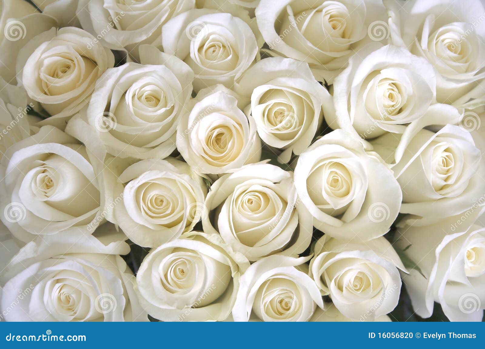 De Witte Achtergrond Van Rozen Stock Foto - Image of huwelijk, liefde ...