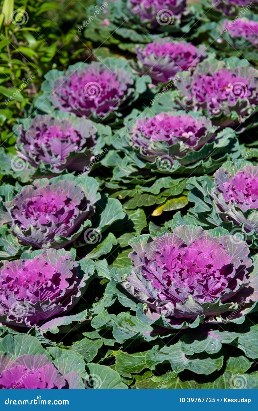 De Witte Bloeiende Kool En Boerenkool of Sierkool En K Stock Afbeelding ...