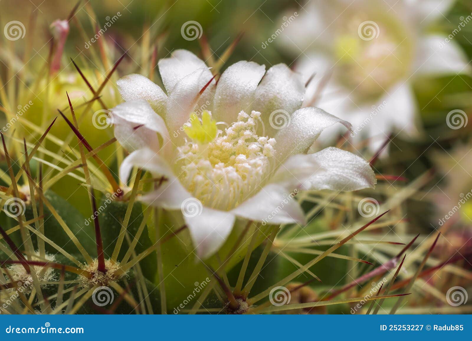 De Witte Bloem Van De Cactus Stock Afbeelding - Image of flora, bloem ...