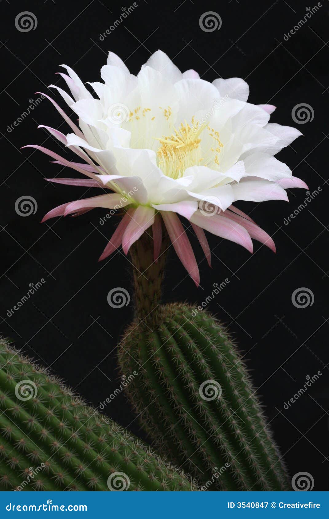 De Witte Bloem Van De Cactus Stock Afbeelding - Image of stekelig, roze ...