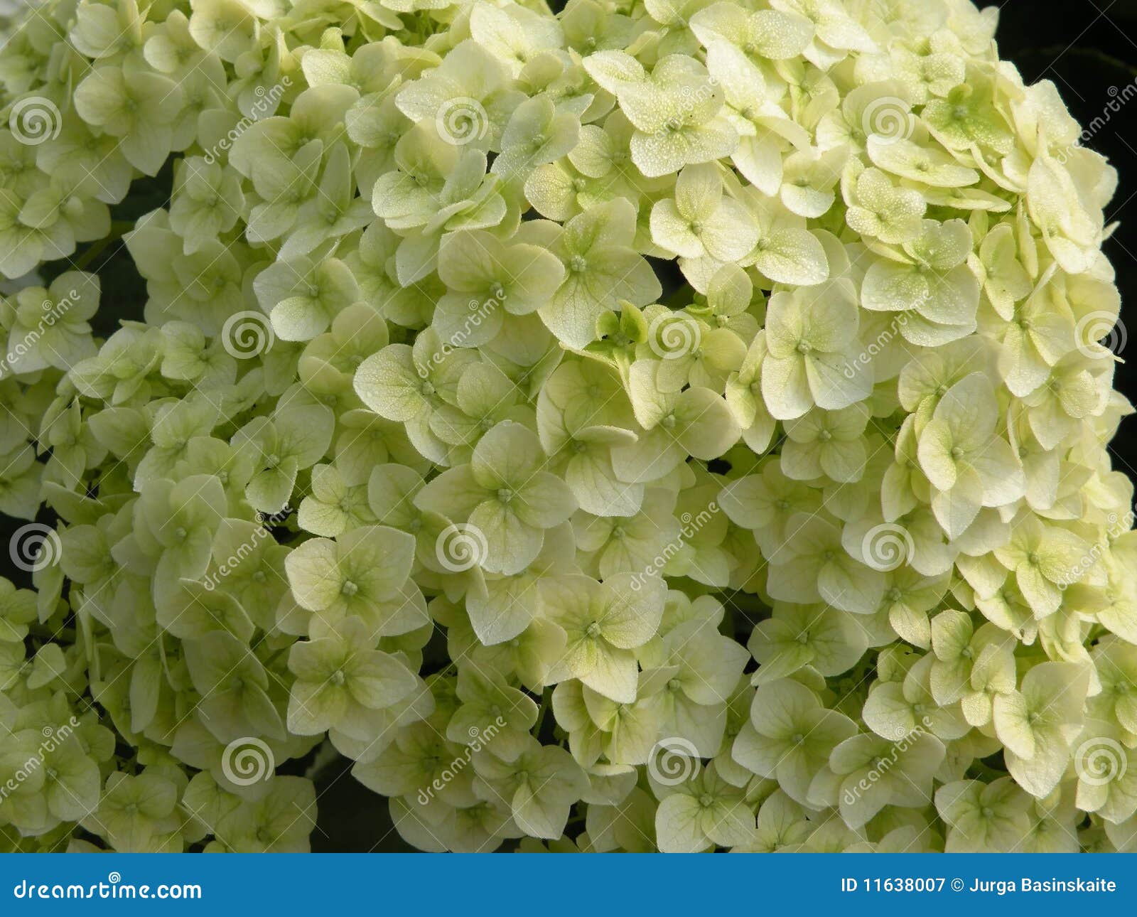 De Witte Bloem Van De Hydrangea Hortensia Stock Afbeelding - Image of ...