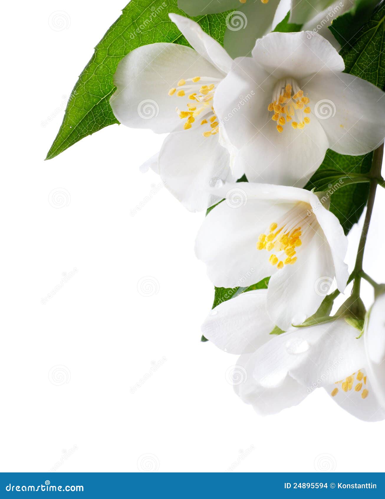 De Witte Bloem Van De Jasmijn Op Witte Achtergrond Stock Foto - Image ...