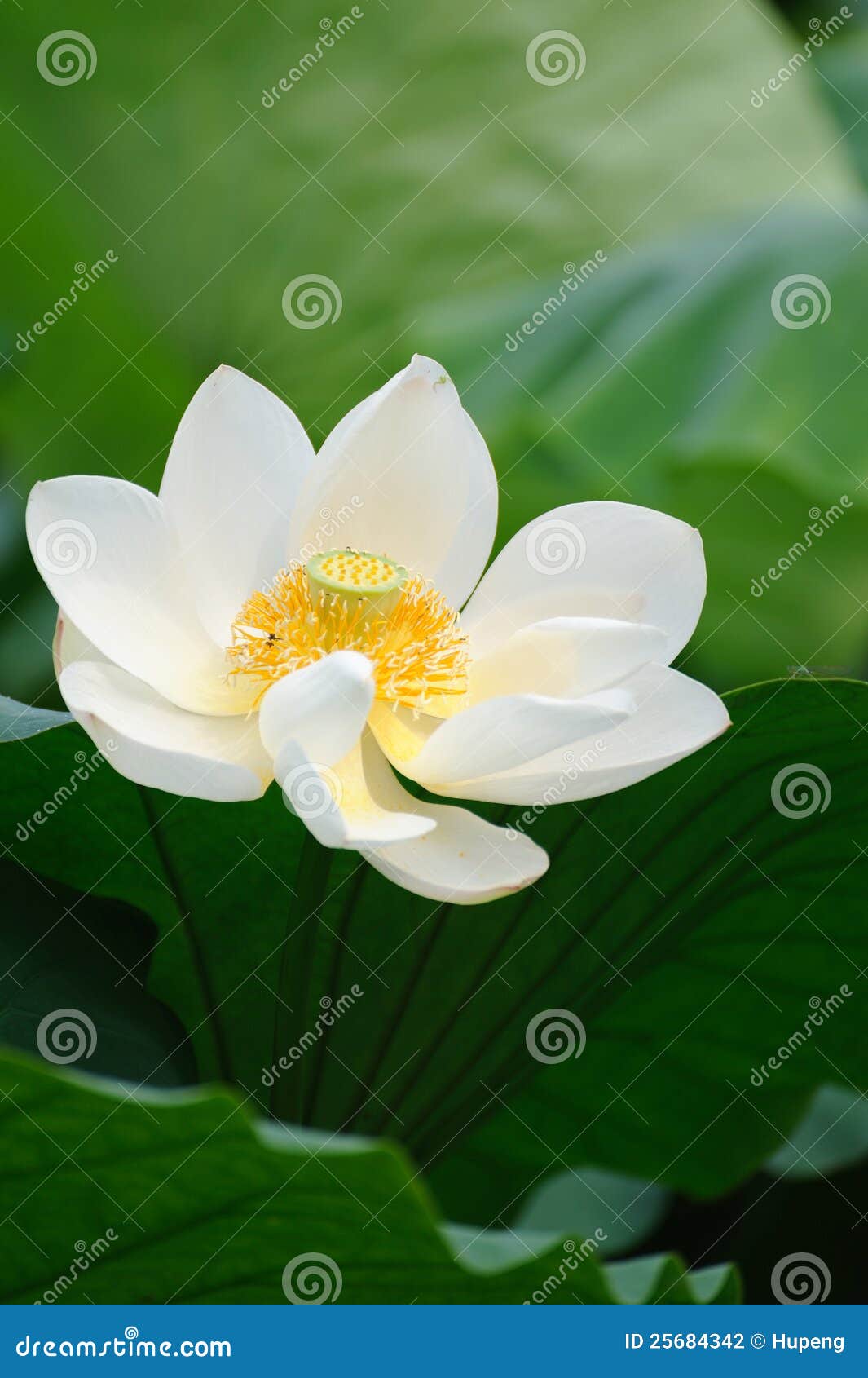 De witte bloem van Lotus stock foto. Image of aziatisch - 25684342