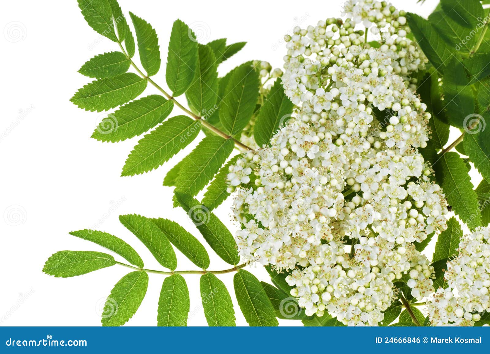 De Witte Bloemen Van De Lijsterbes Stock Foto - Image of lijsterbes ...