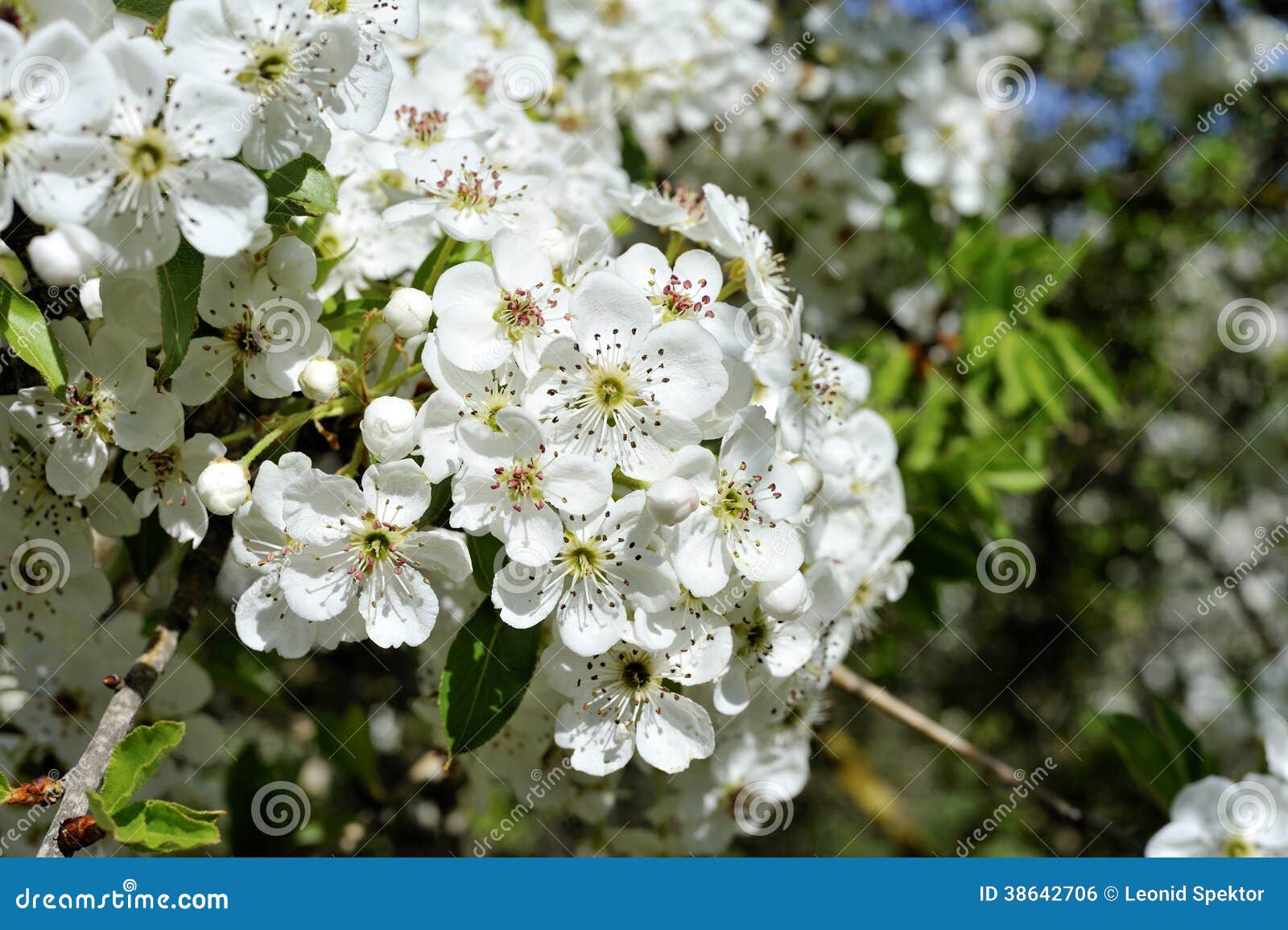 De Witte Bloesem Van De Kersenboom. Stock Foto - Image of kers, seizoen ...