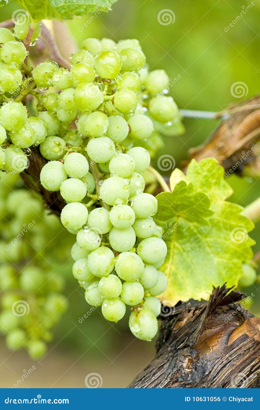 De Witte Druiven Van De Wijn Op De Wijnstok Stock Foto - Image of druif ...