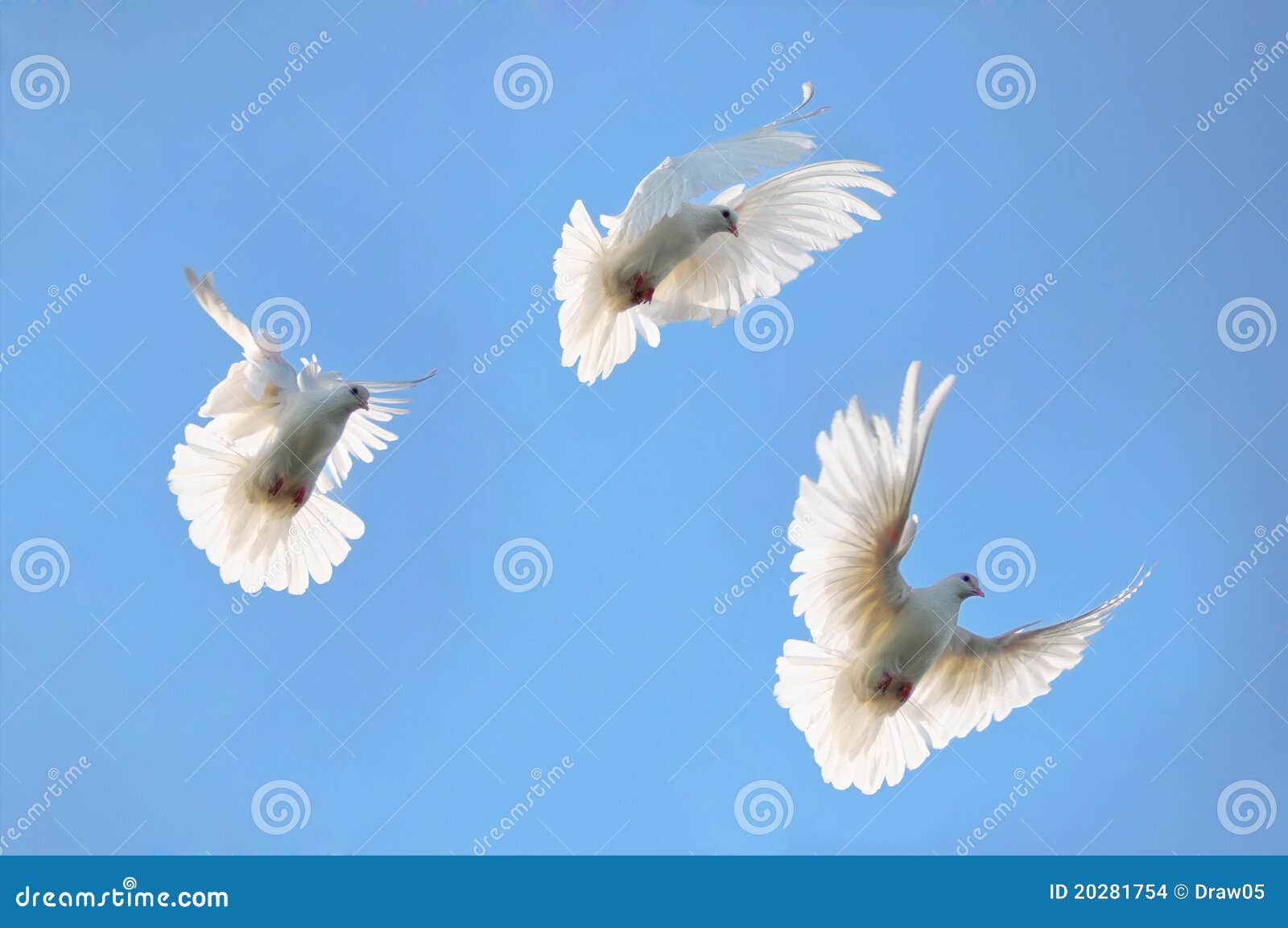 De Witte Duiven Van De Groep in De Hemel Stock Foto - Image of heilig ...