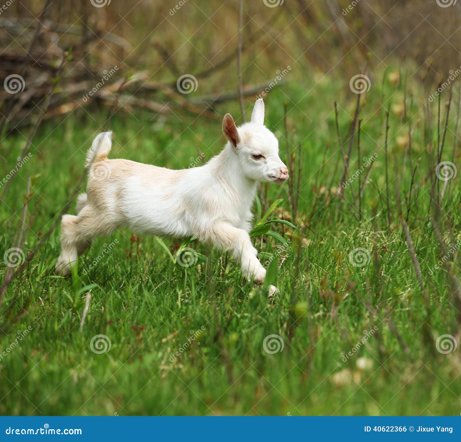 De Witte En Zwarte Geit Van De Baby Stock Foto - Image of zoogdier ...
