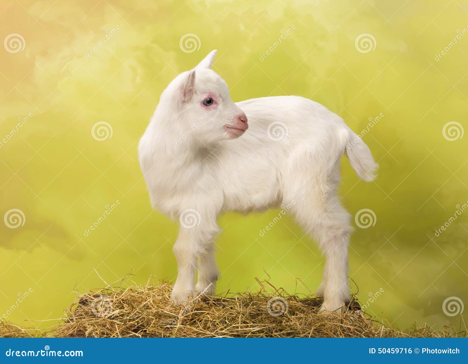 De Witte En Zwarte Geit Van De Baby Stock Foto - Image of voorzijde ...