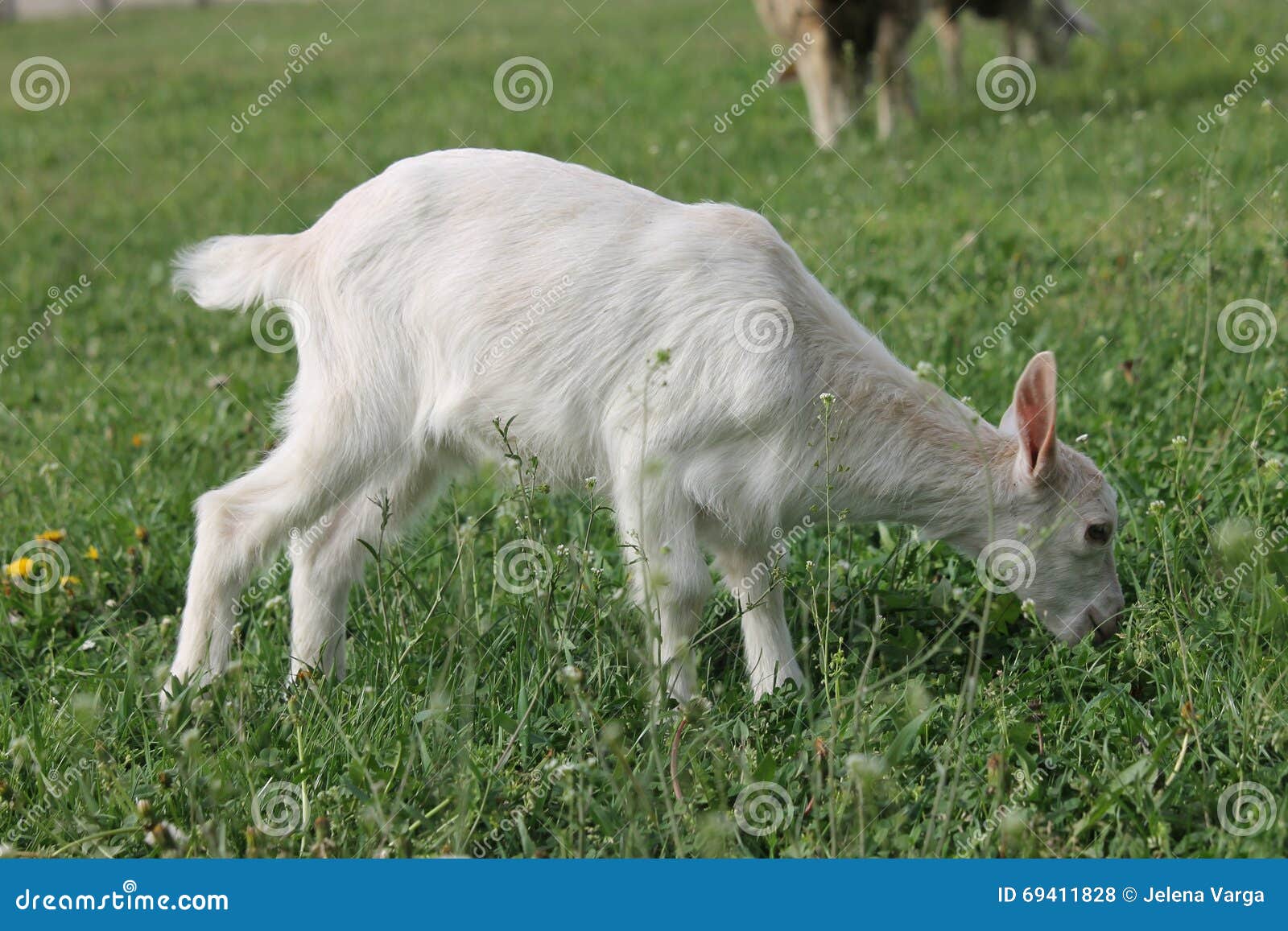 De Witte En Zwarte Geit Van De Baby Stock Foto - Image of baard, dier ...