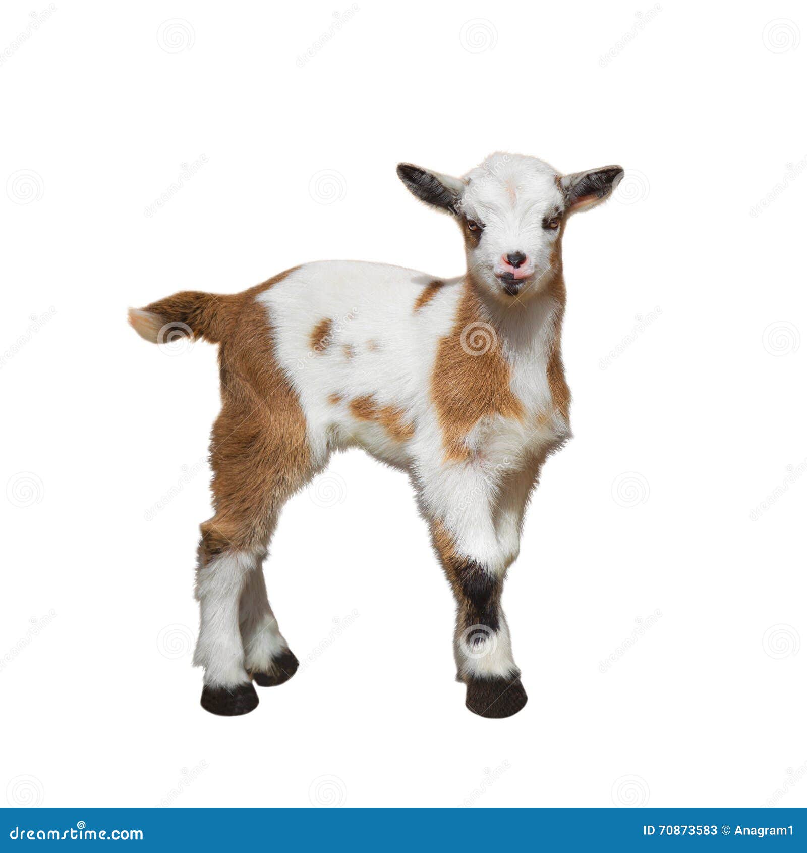 De Witte En Zwarte Geit Van De Baby Stock Afbeelding - Image of ...