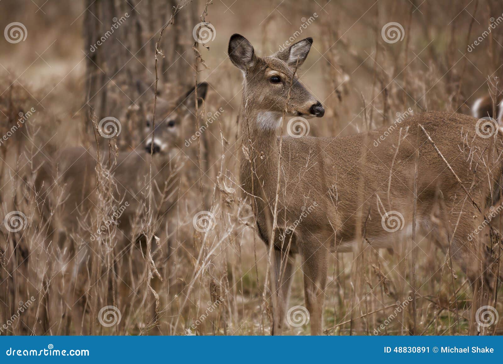 De Witte Herten Montana Van De Staart Stock Afbeelding - Image of ...