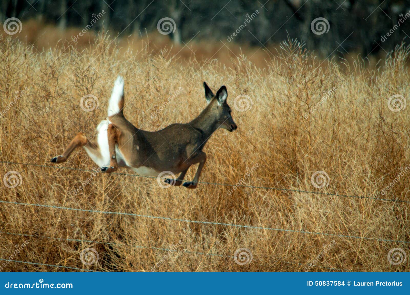 De Witte Herten Montana Van De Staart Stock Foto - Image of daling ...