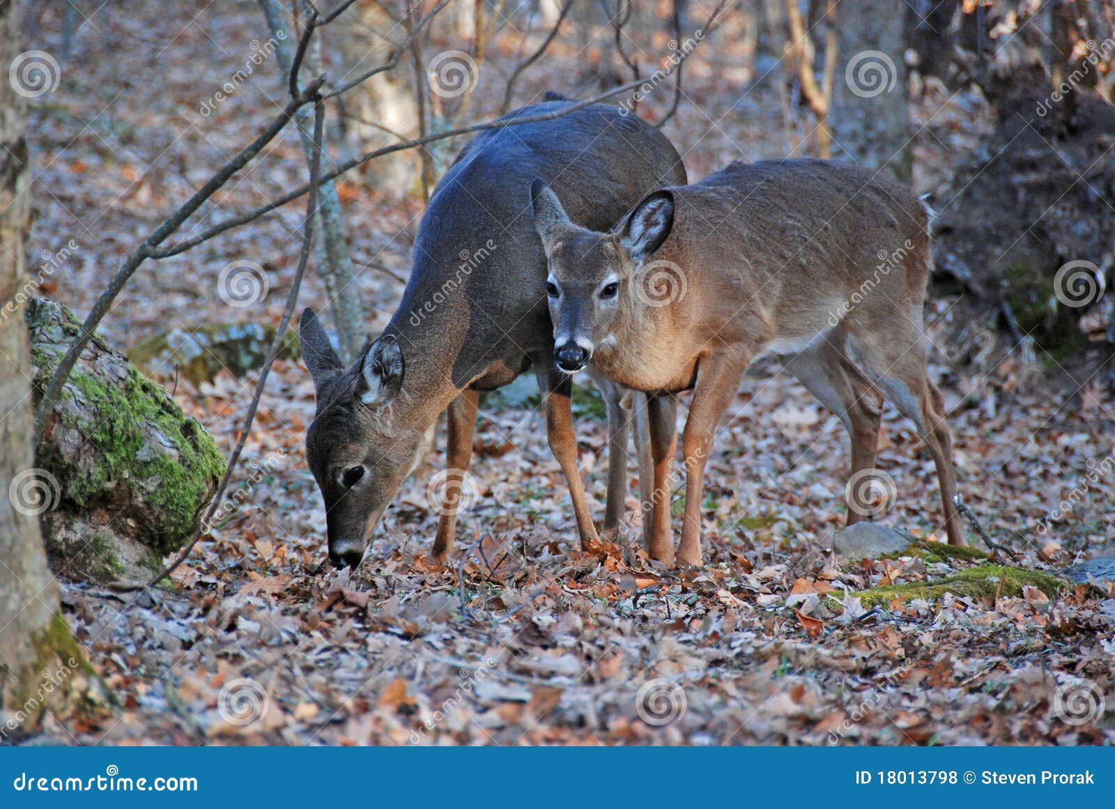 De Witte Herten Van De Staart in De Rokerige Bergen Stock Foto - Image ...