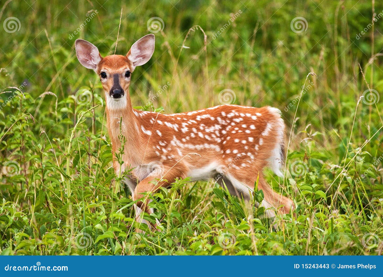 De Witte Herten Van Fawn Van De Staart Stock Afbeelding - Image of ...