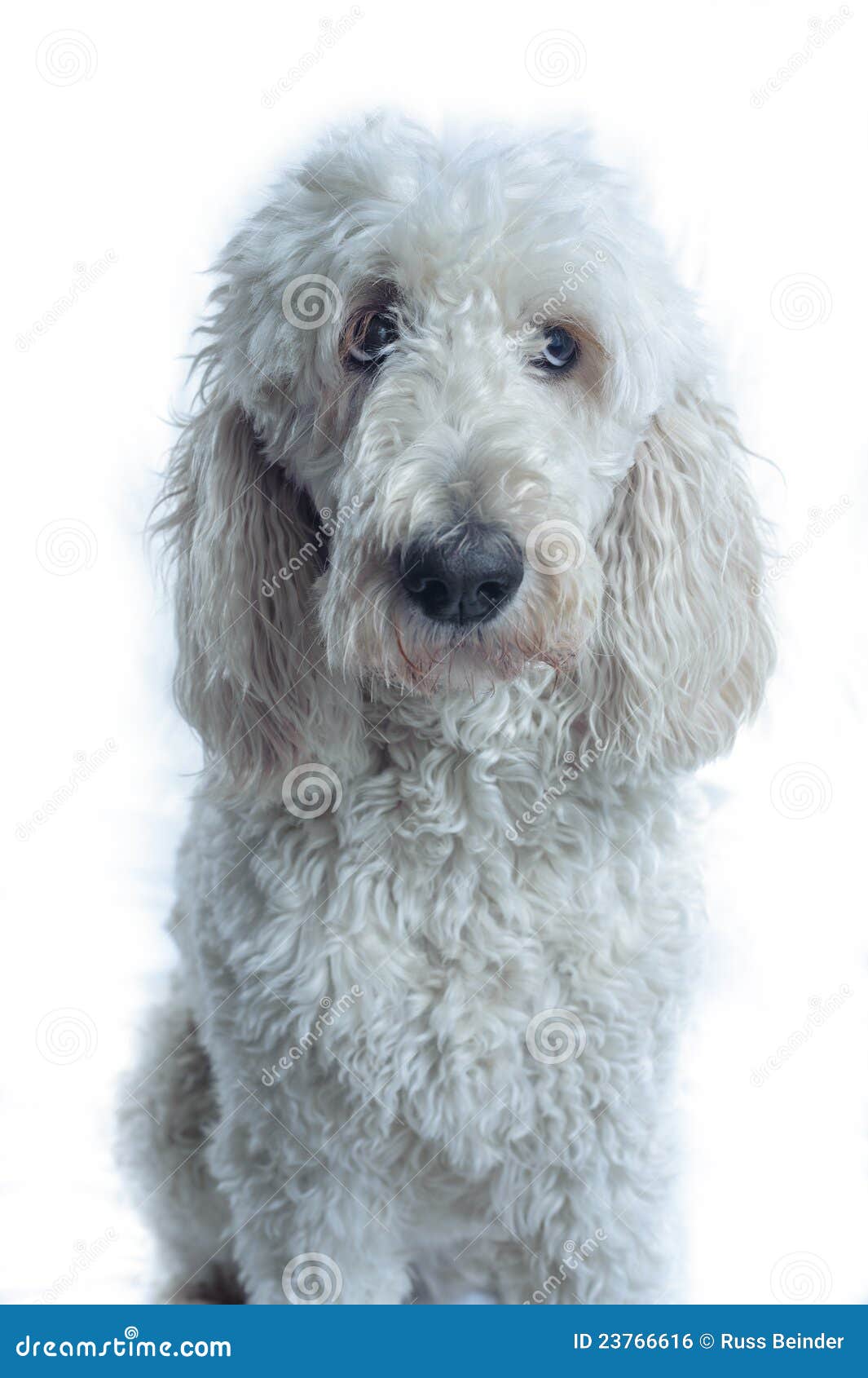 De Witte Hond Kijkt Rechts Van De Camera Stock Foto - Image of ...