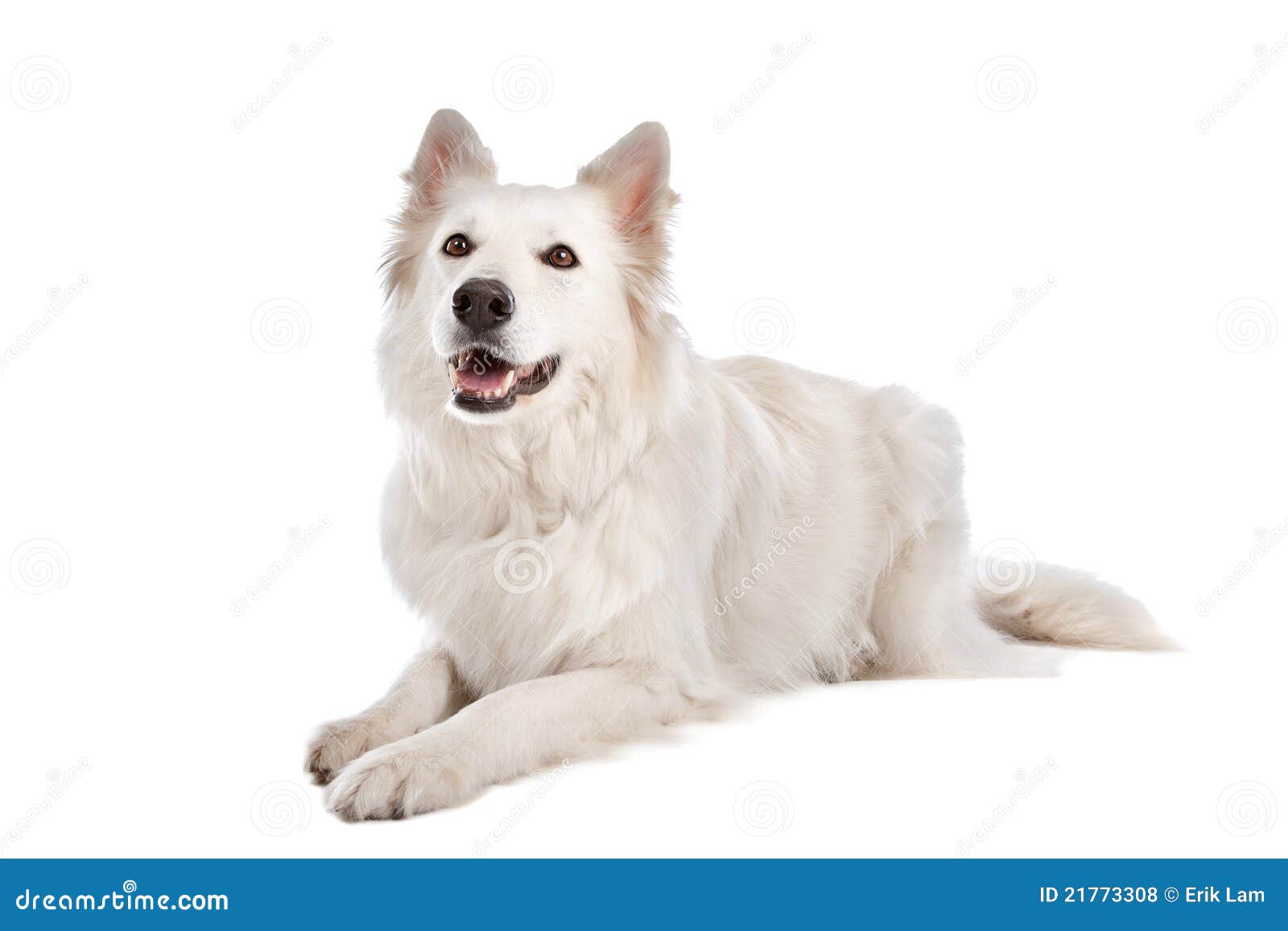 De Witte Hond Van De Herder Stock Foto - Image of mensen, studio: 21773308