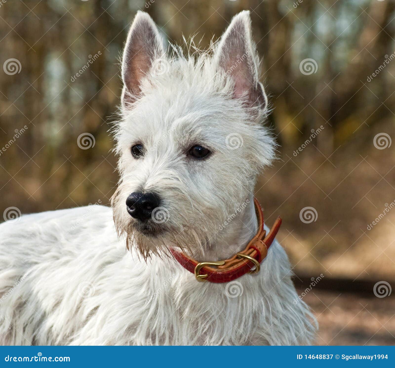 De Witte Hond Van Smalll in Openlucht Stock Afbeelding - Image of ...