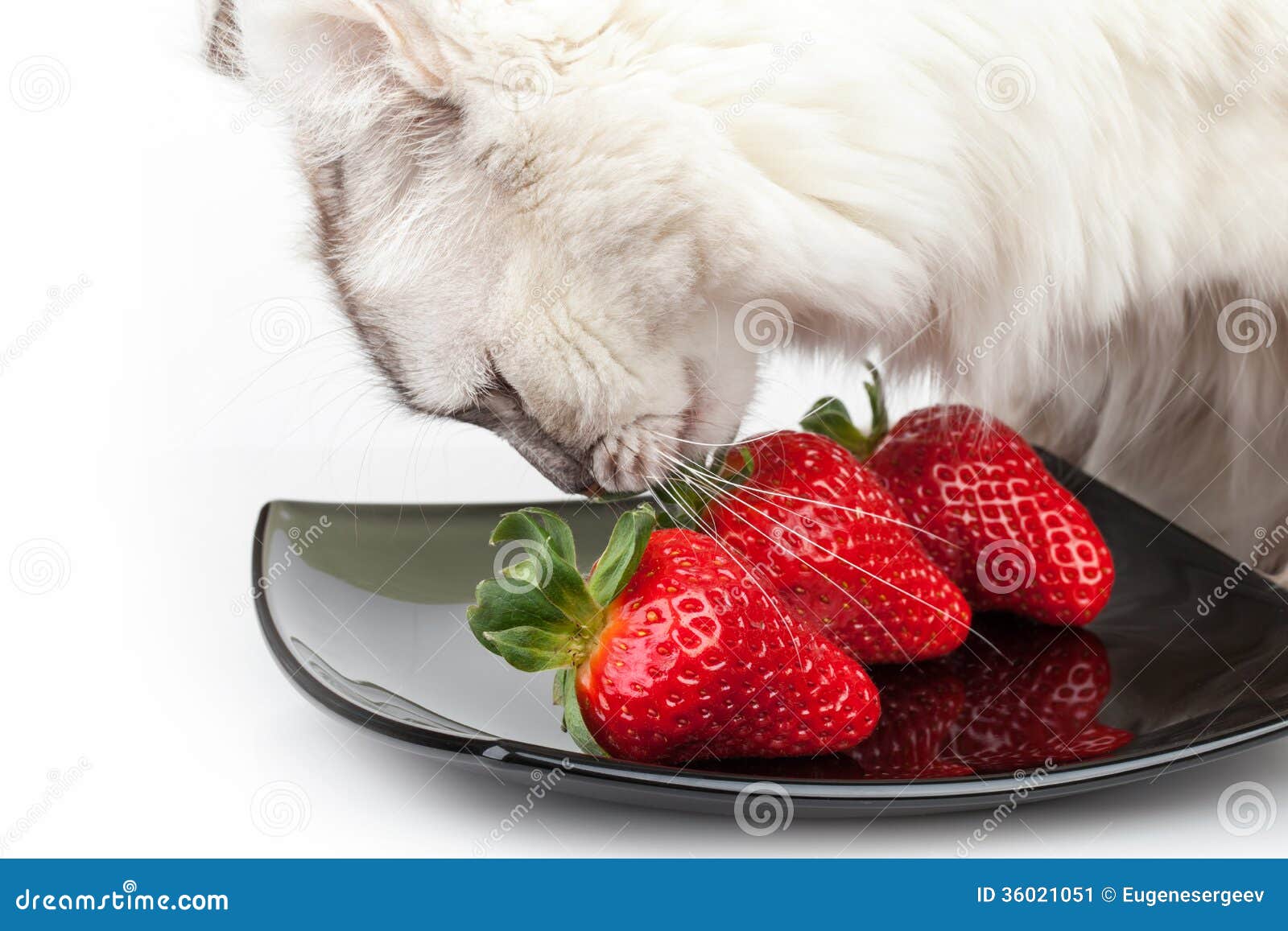 De Witte Kat Eet Zorgvuldig Rode Aardbei Stock Afbeelding - Image of ...