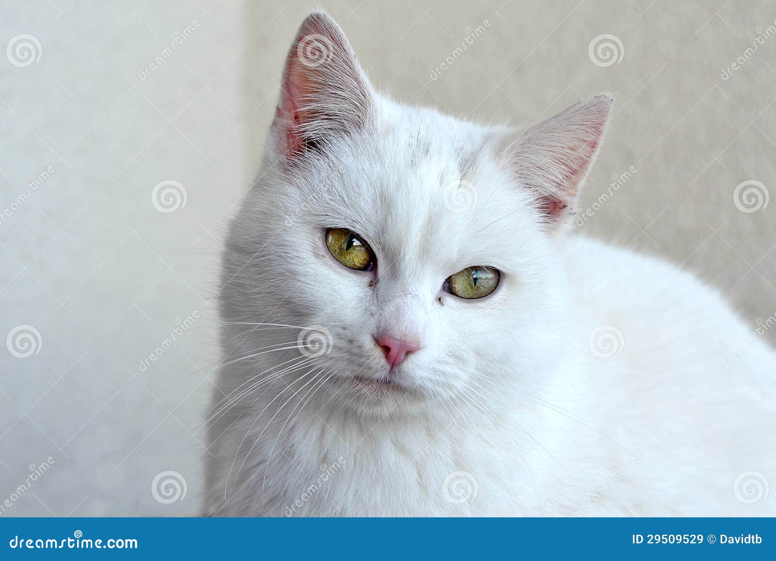 De Witte Kat Van Het Portret Stock Afbeelding - Image of elegant ...
