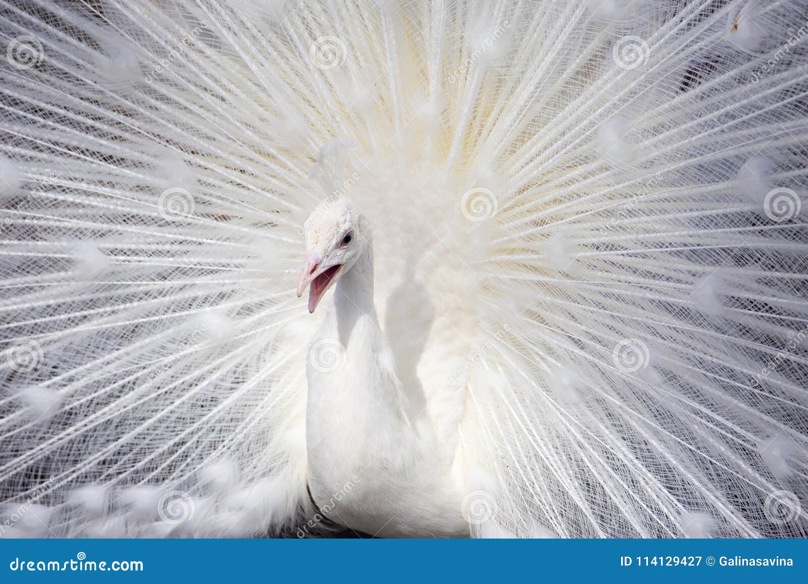 De witte pauw stock afbeelding. Image of vogel, veer - 114129427