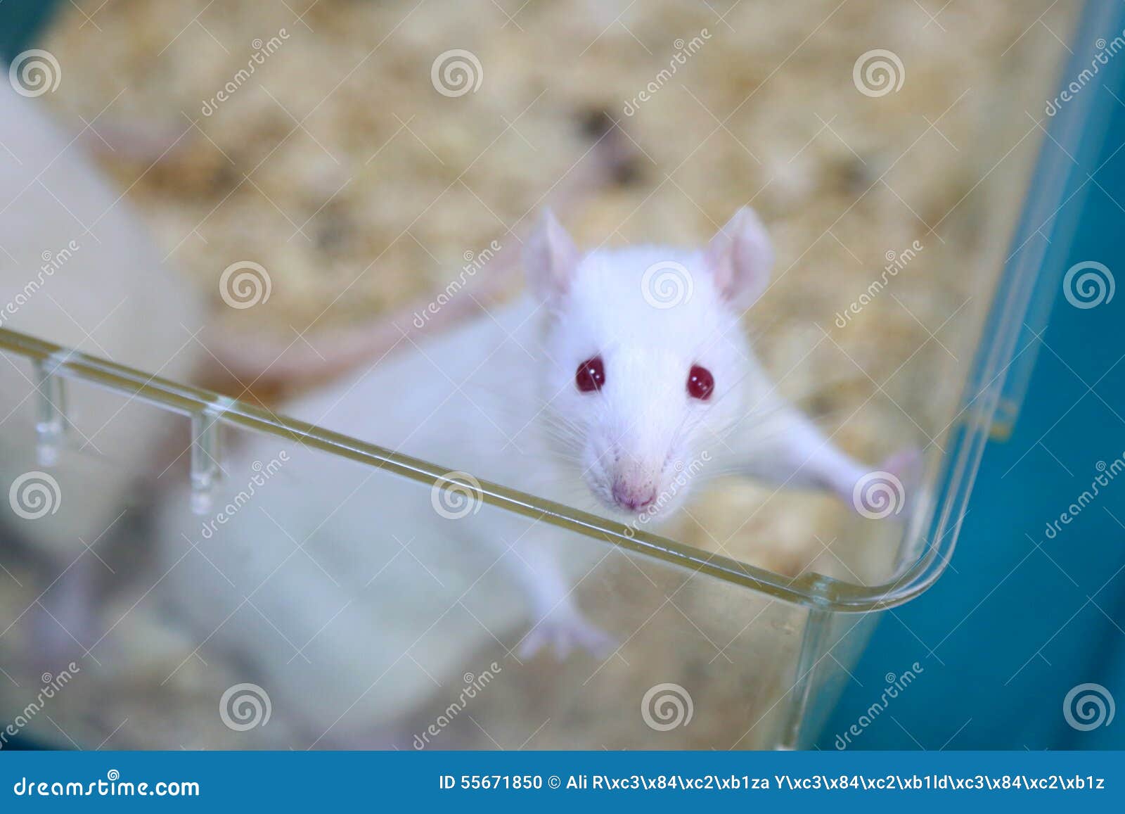 De Witte Rat (van Het Albino) Laboratorium Stock Foto - Image of gedrag ...