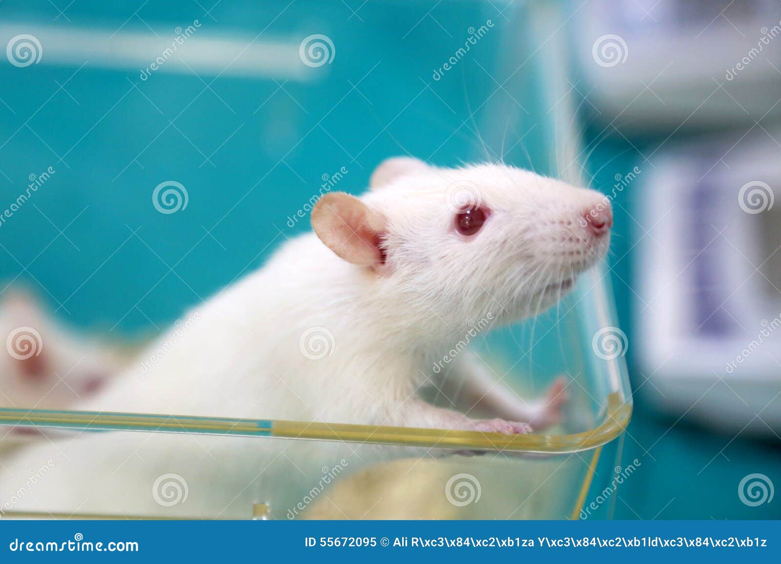 De Witte Rat (van Het Albino) Laboratorium Stock Afbeelding - Image of ...