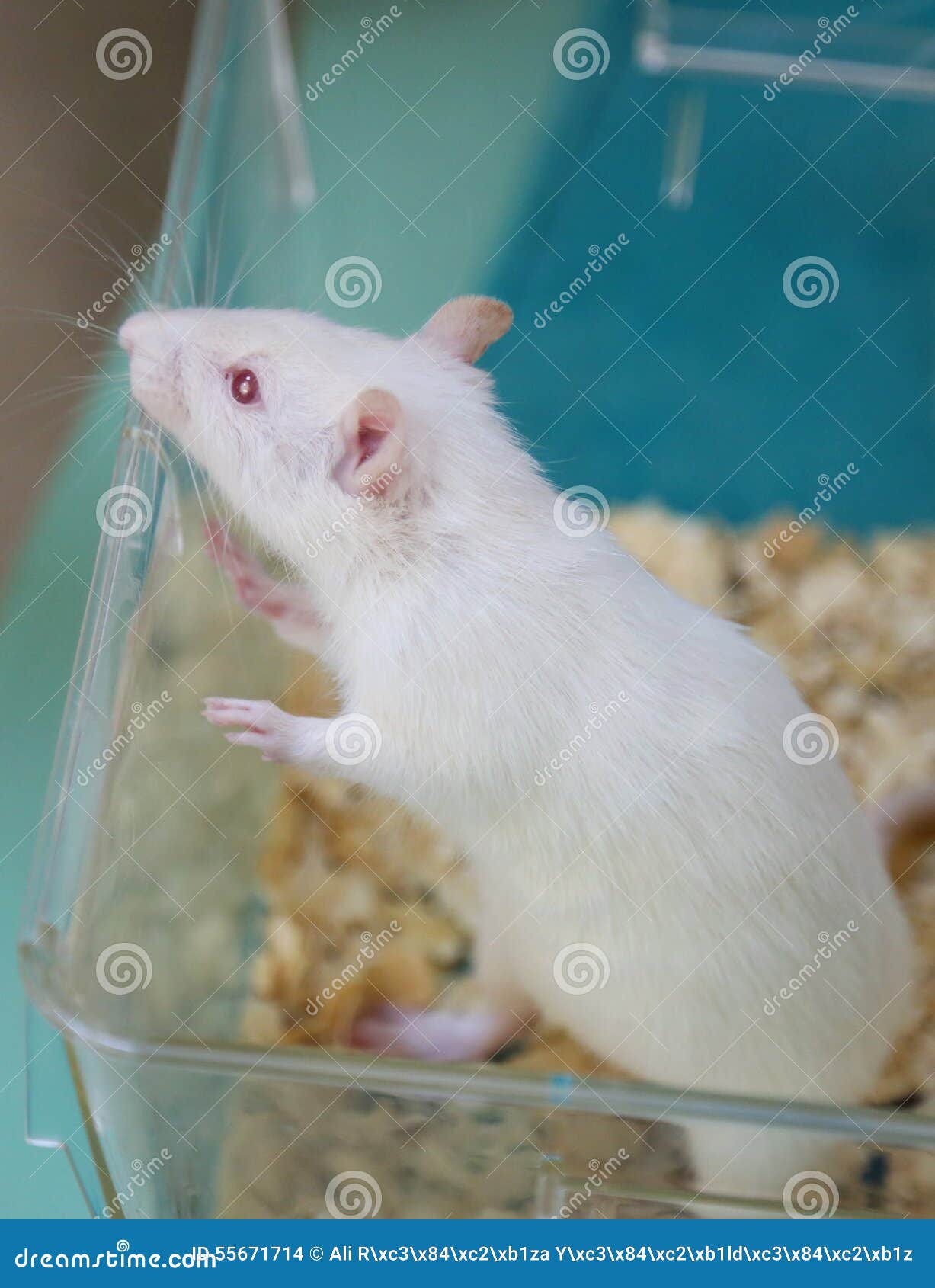 De Witte Rat (van Het Albino) Laboratorium in Acrylkooi Stock Foto ...