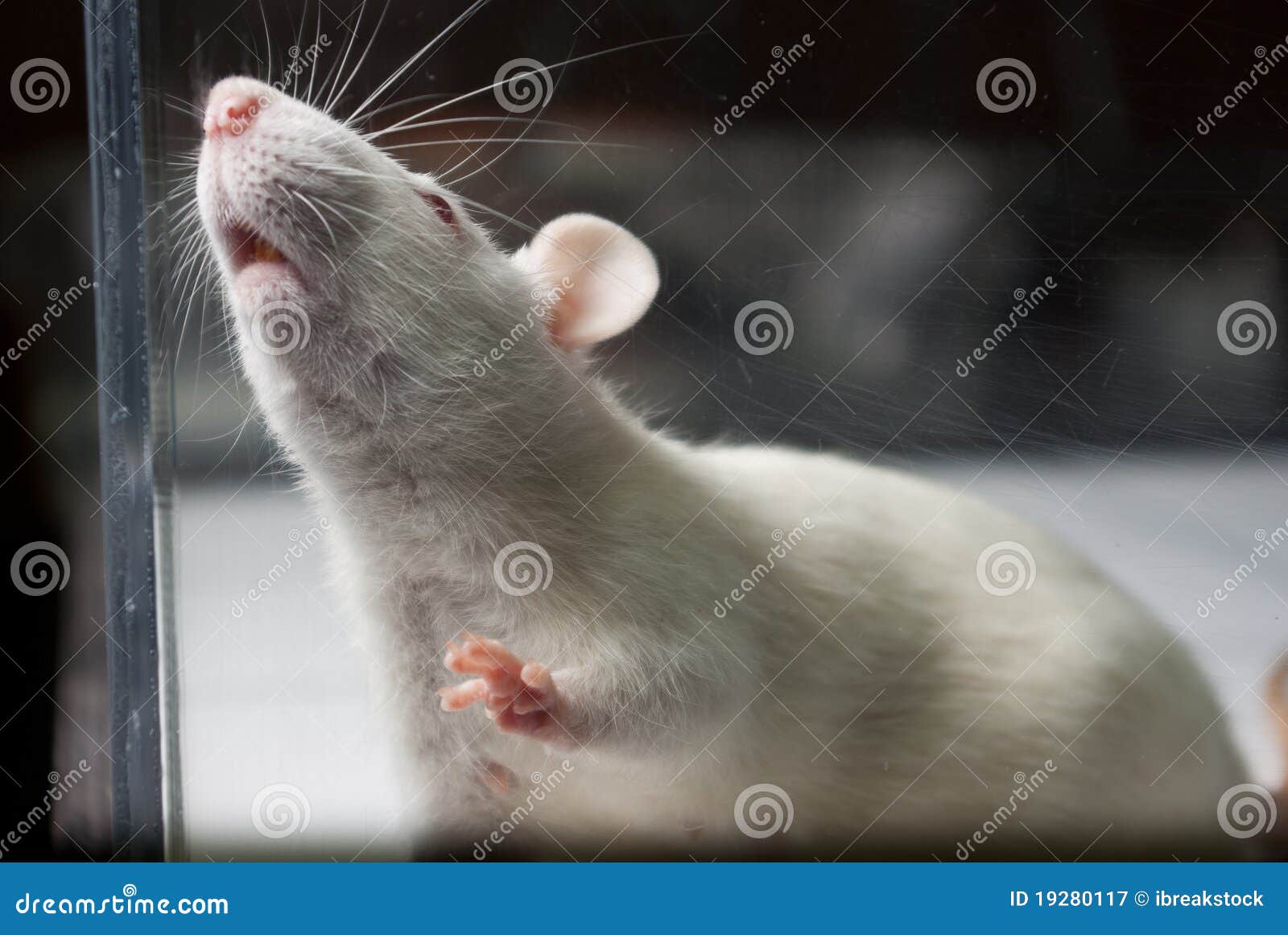 De Witte Rat (van Het Albino) Laboratorium in Kooi Het Gluren Stock ...