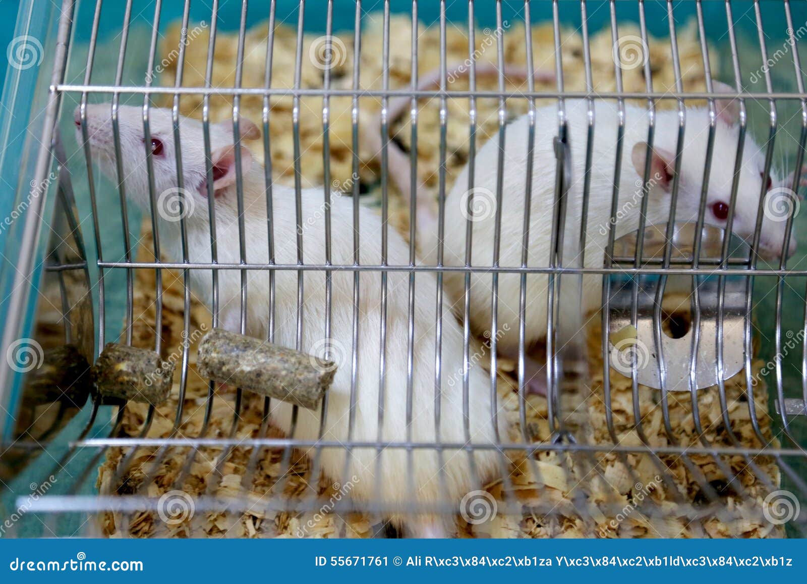 De Witte Ratten (van Het Albino) Laboratorium Stock Afbeelding - Image ...