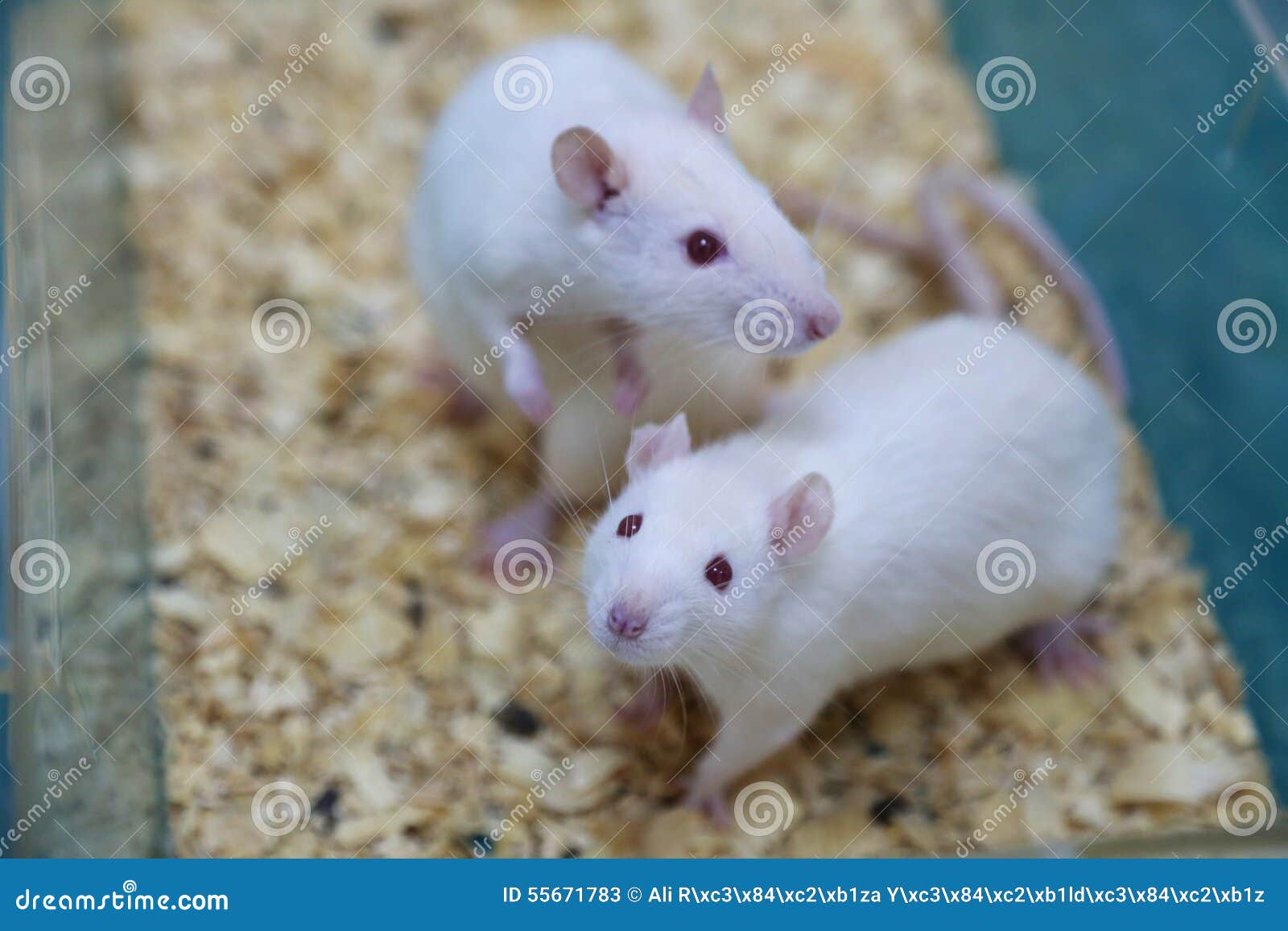 De Witte Ratten (van Het Albino) Laboratorium Stock Afbeelding - Image ...